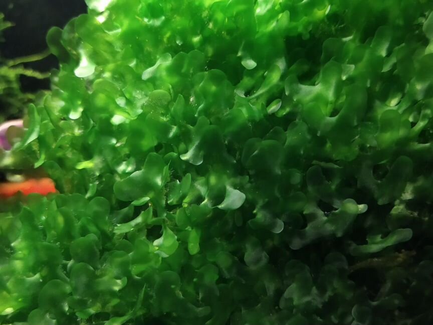 Аквариумное растение