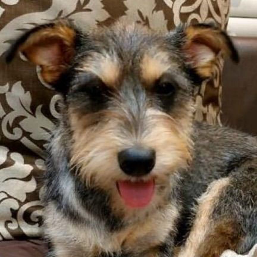 Веселая маленькая собака Варежка 9,5 кг в дар