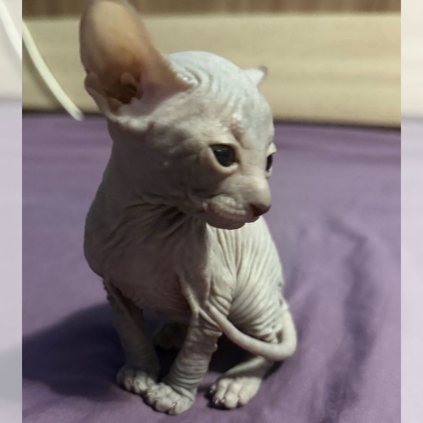 Донской сфинкс котёнок