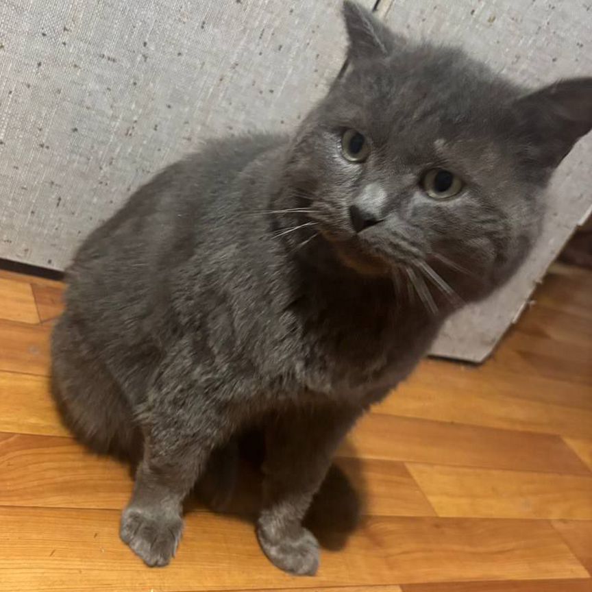 Шотландский вислоухий короткошёрстный котёнок