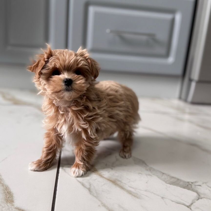 Мальтипу мини