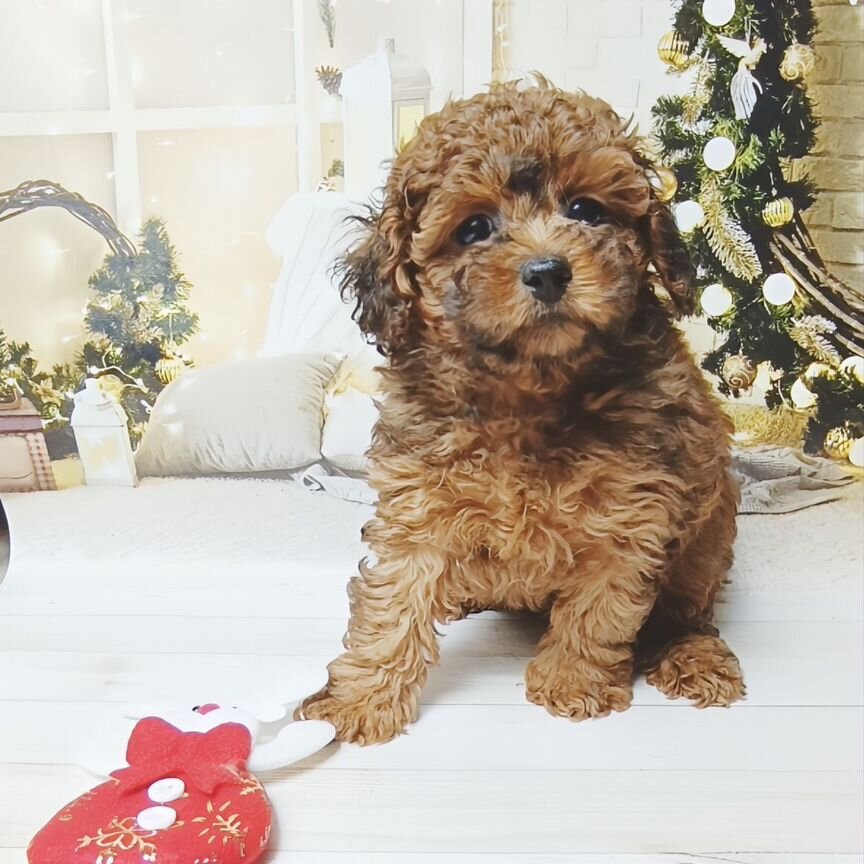 Той-пудель, щенок