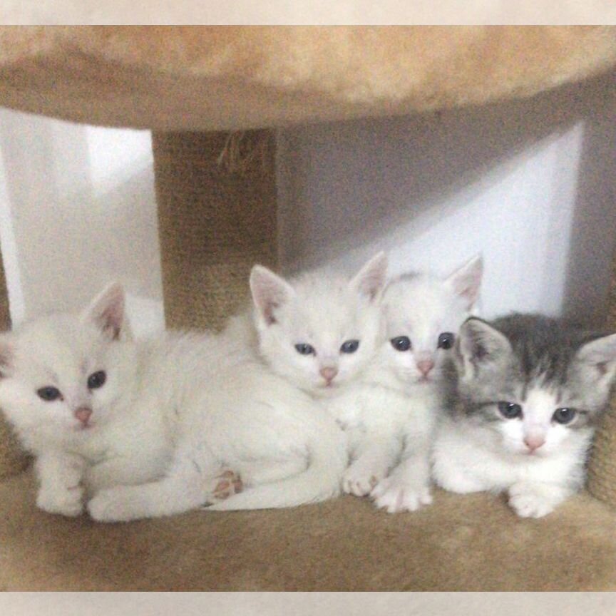 Котята в добрые руки