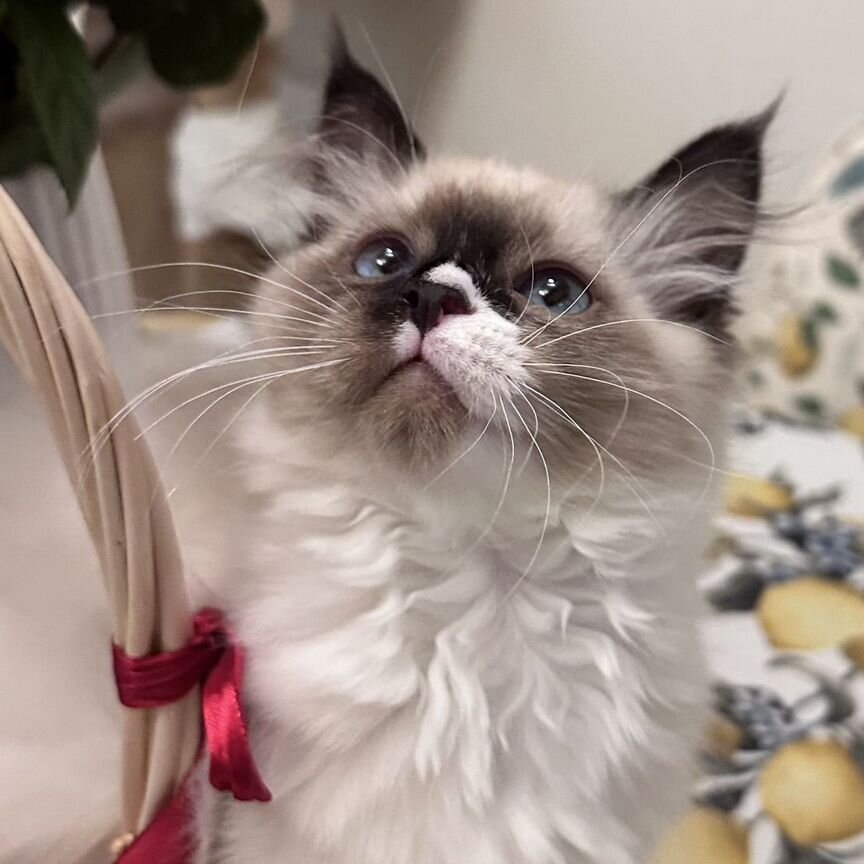 Невские маскарадные котята