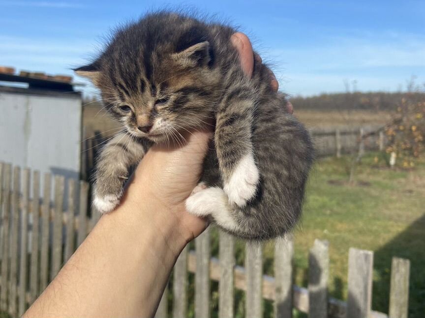 Кошка в дар