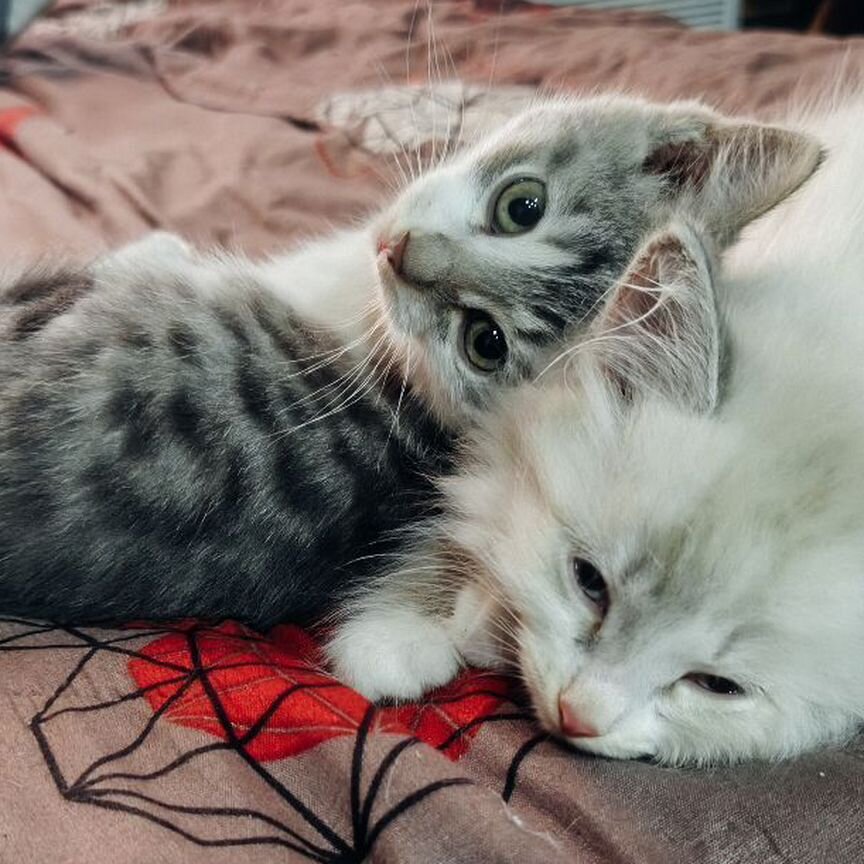 Котёнок в добрые руки