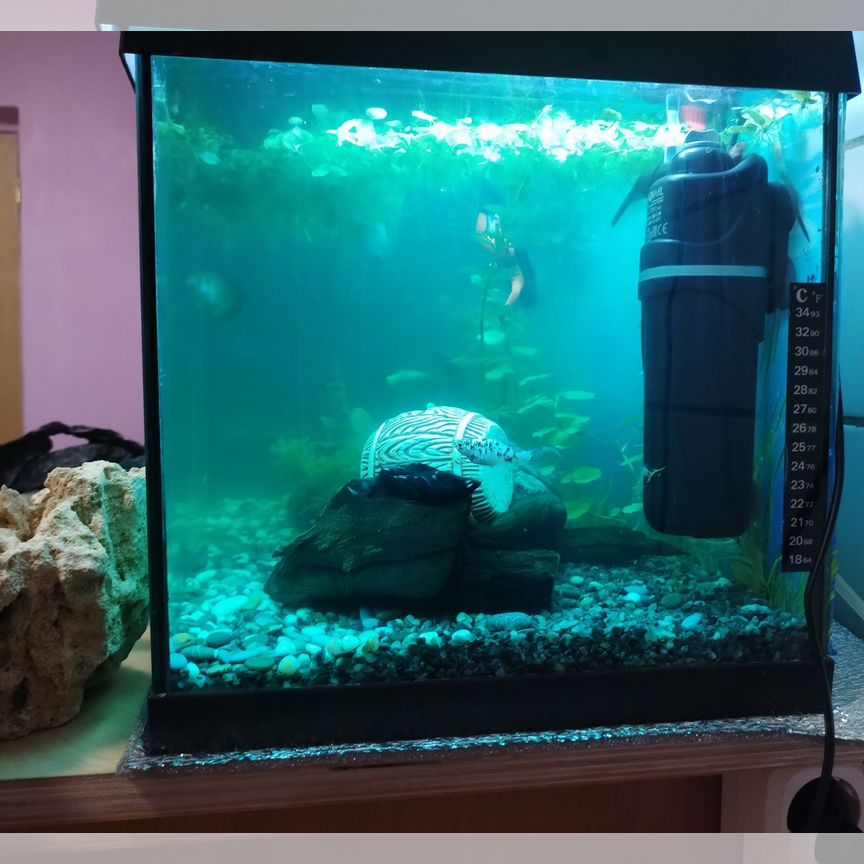 Аквариум с рыбками