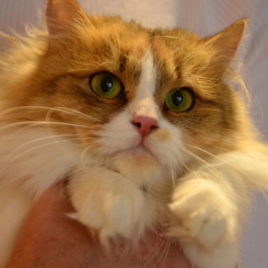 Кошка Джуля 1 год