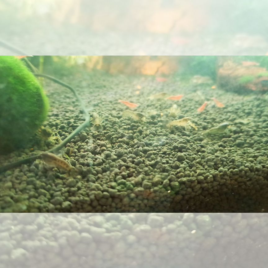 Карликовый болотный рак