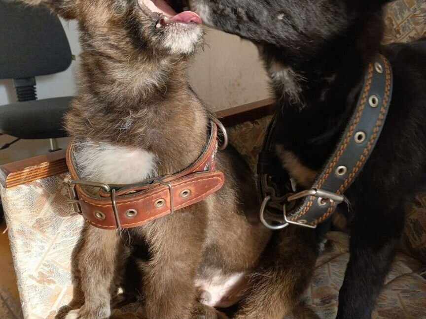 Щенок в добрые руки