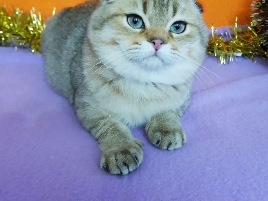 Плюшевый золотой бомбический котик