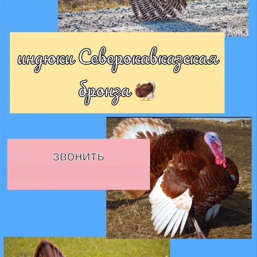 Цыплята брама микс недельные
