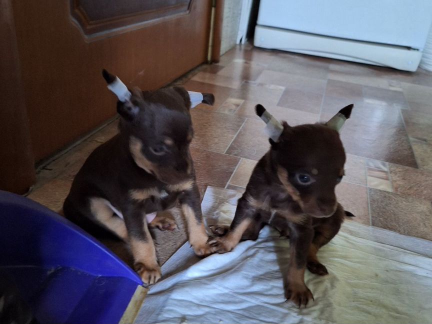 Щенки тойтерьера