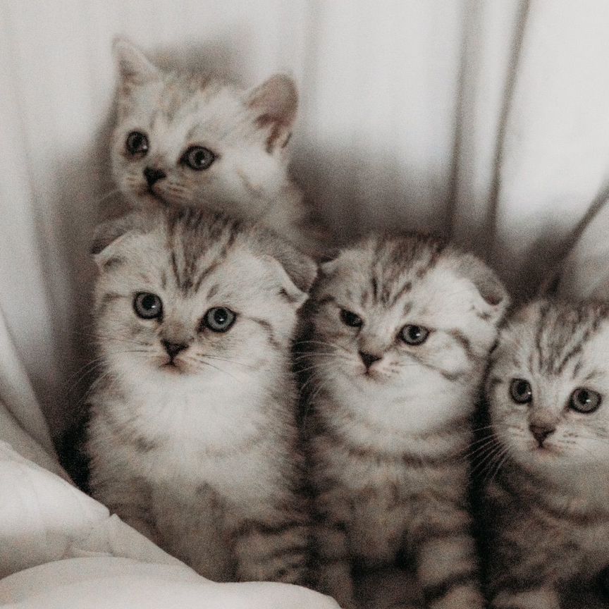 Британские вислоухие котята