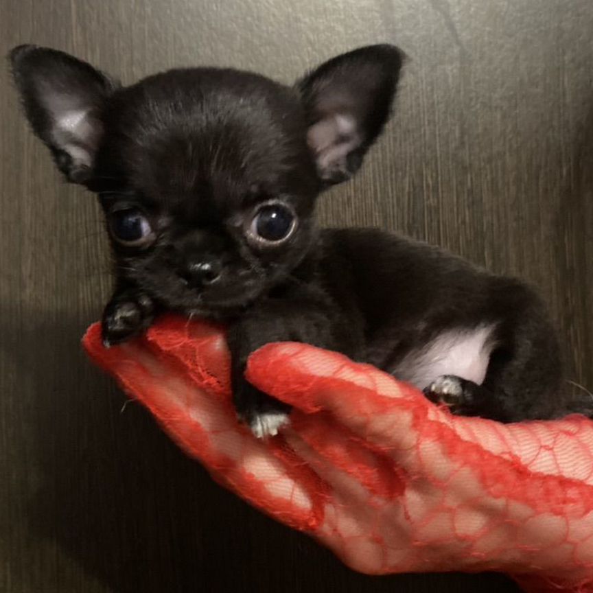 Эксклюзивная малышка