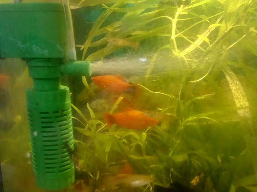 Рыба:Молинезия Гурами Гупики