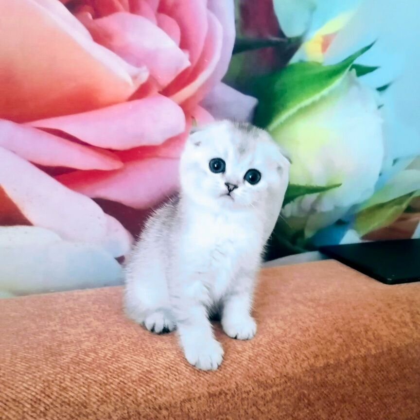 Девочка Элли