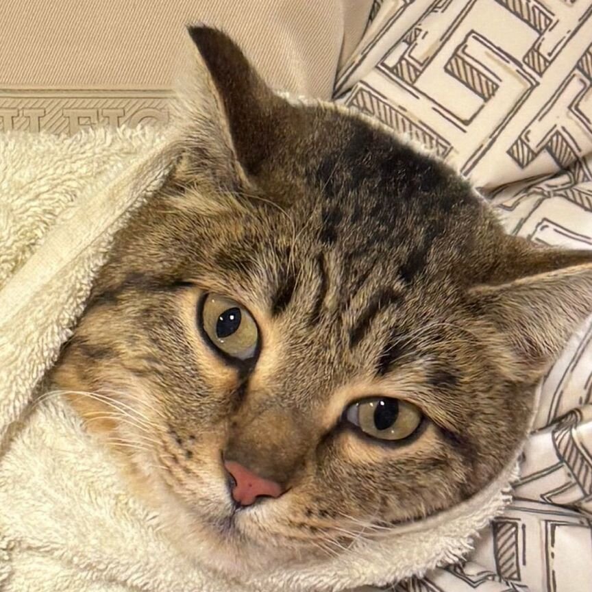 Взрослая кошка в добрые руки