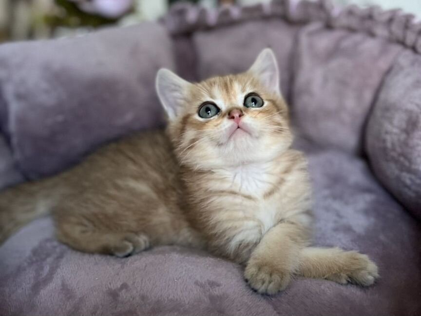 Шотландские котята золотая шиншилла