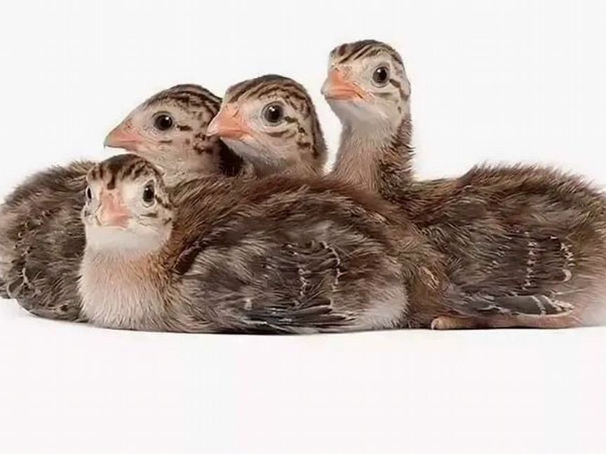Принимаю заявки на инкубационные яйцо