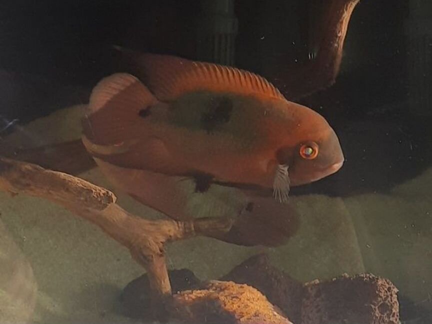 Винная цихлазома