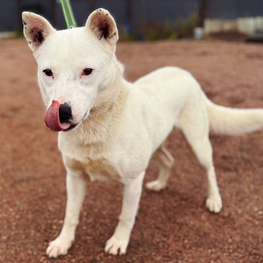 Стаффордширский бультерьер, взрослая собака