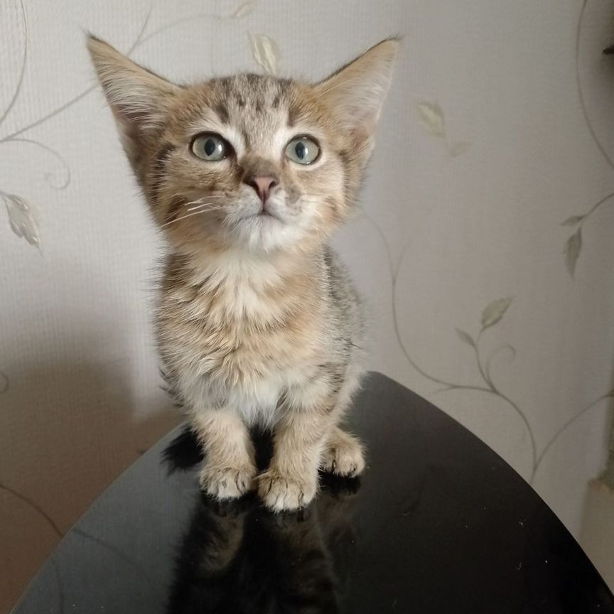 Шпротик ищет дом