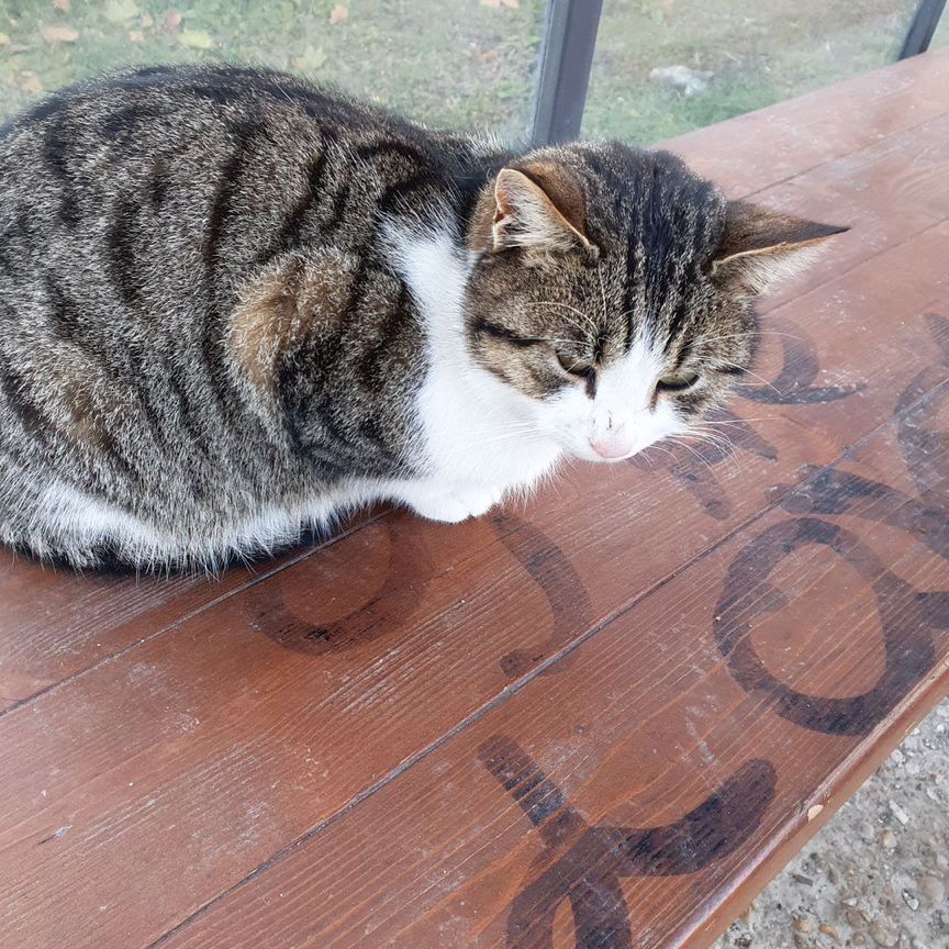 Котик потеряшка