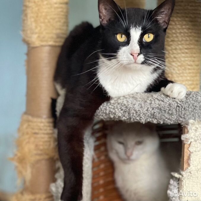 Харизматичный котик Фантик в дар