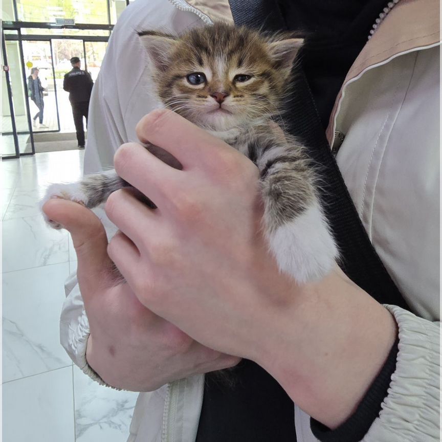 Котёнок в добрые руки