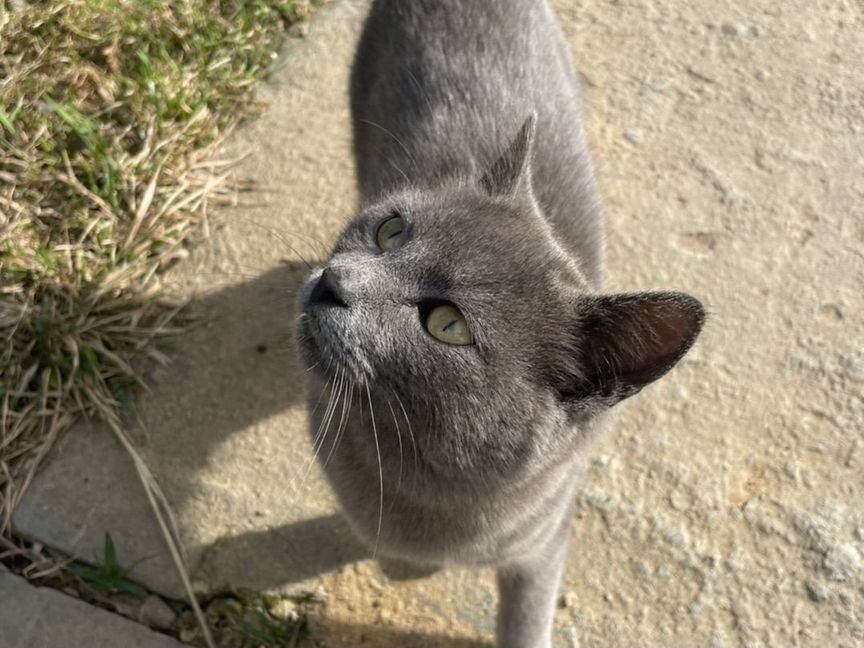 Котята в добрые руки бесплатно