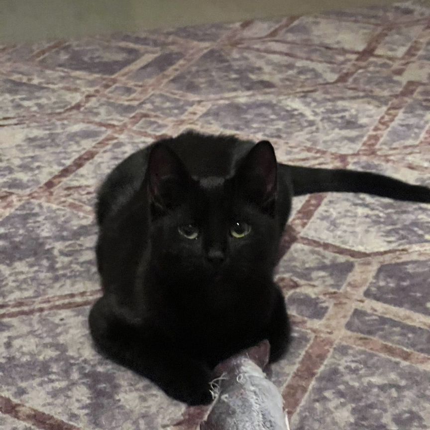 Котята в добрые руки бесплатно