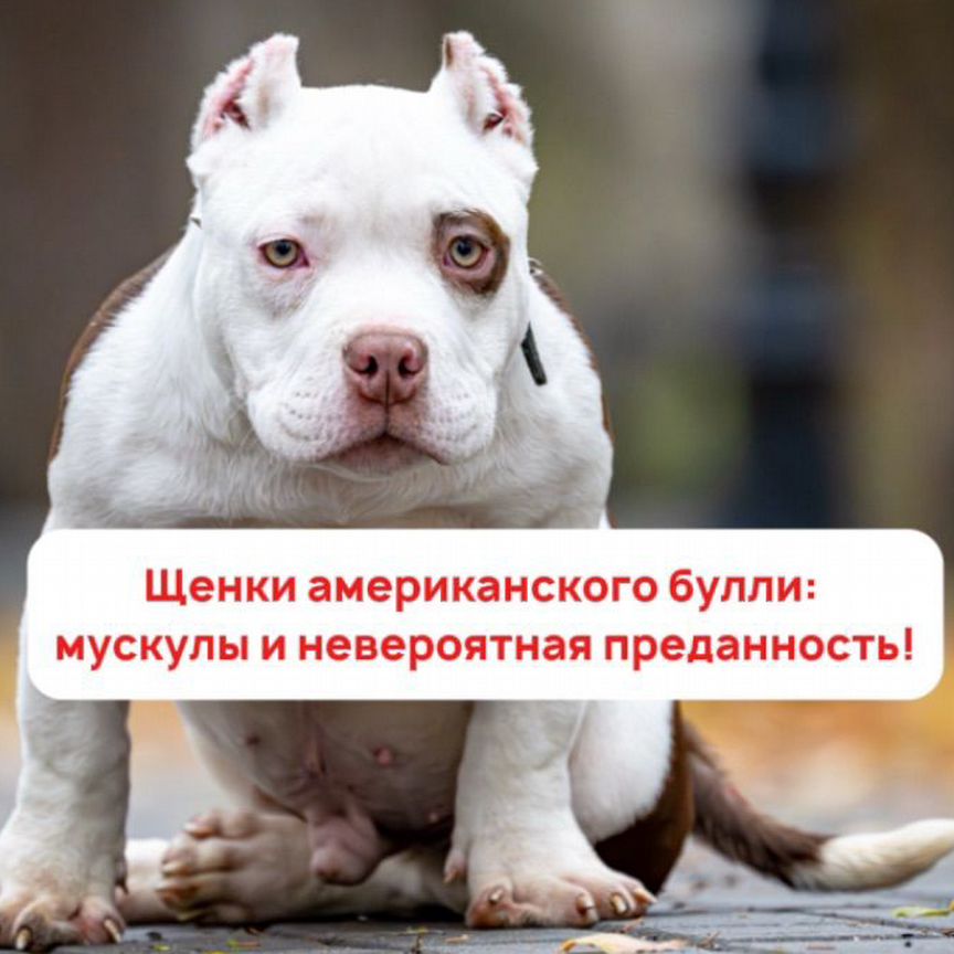 Американский булли Микро Доставка