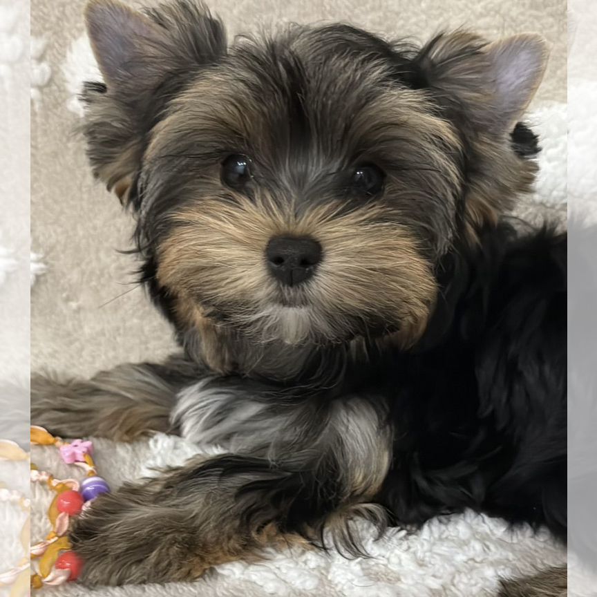 Бивер-йоркширский терьер, щенок