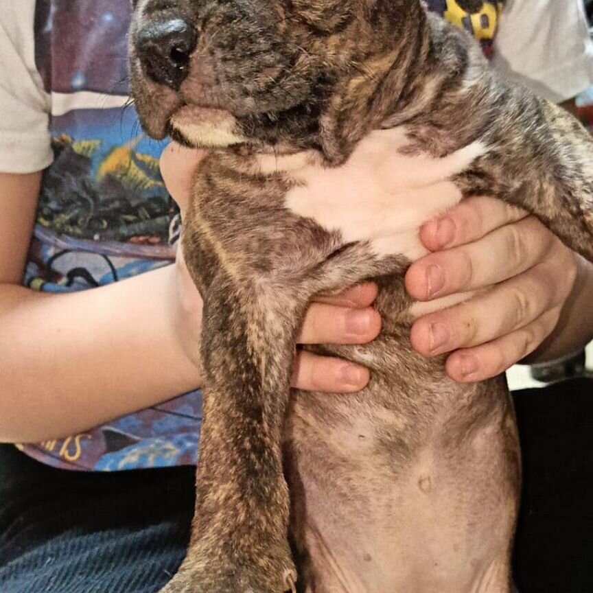 Американский стаффордширский терьер