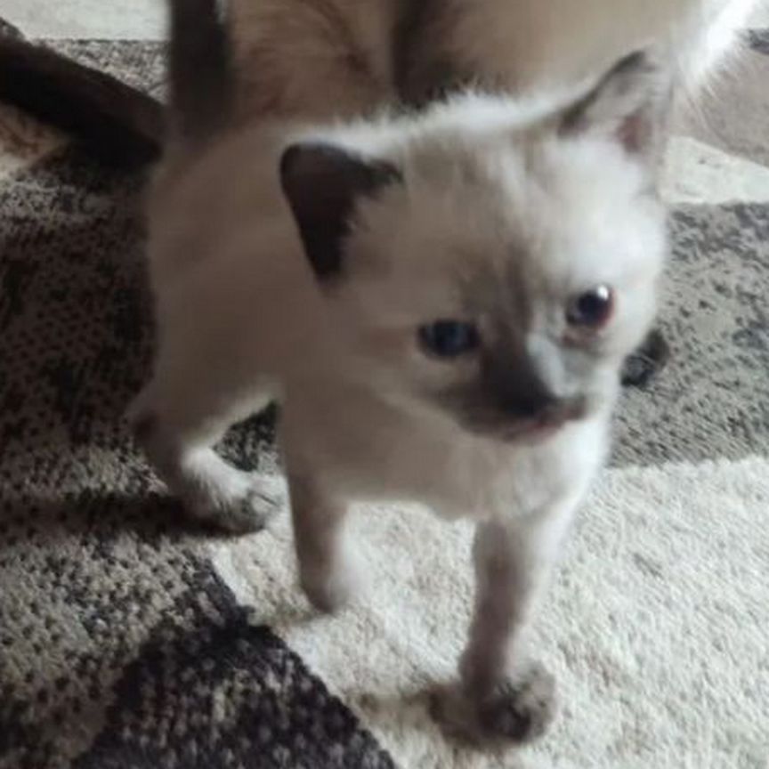 Котёнок в добрые руки