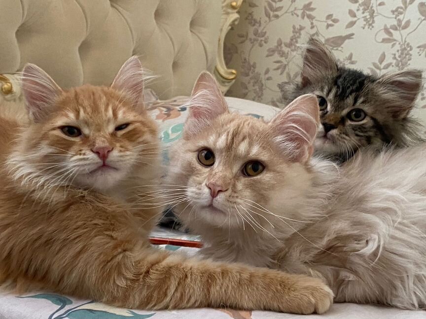 Сибирская кошка