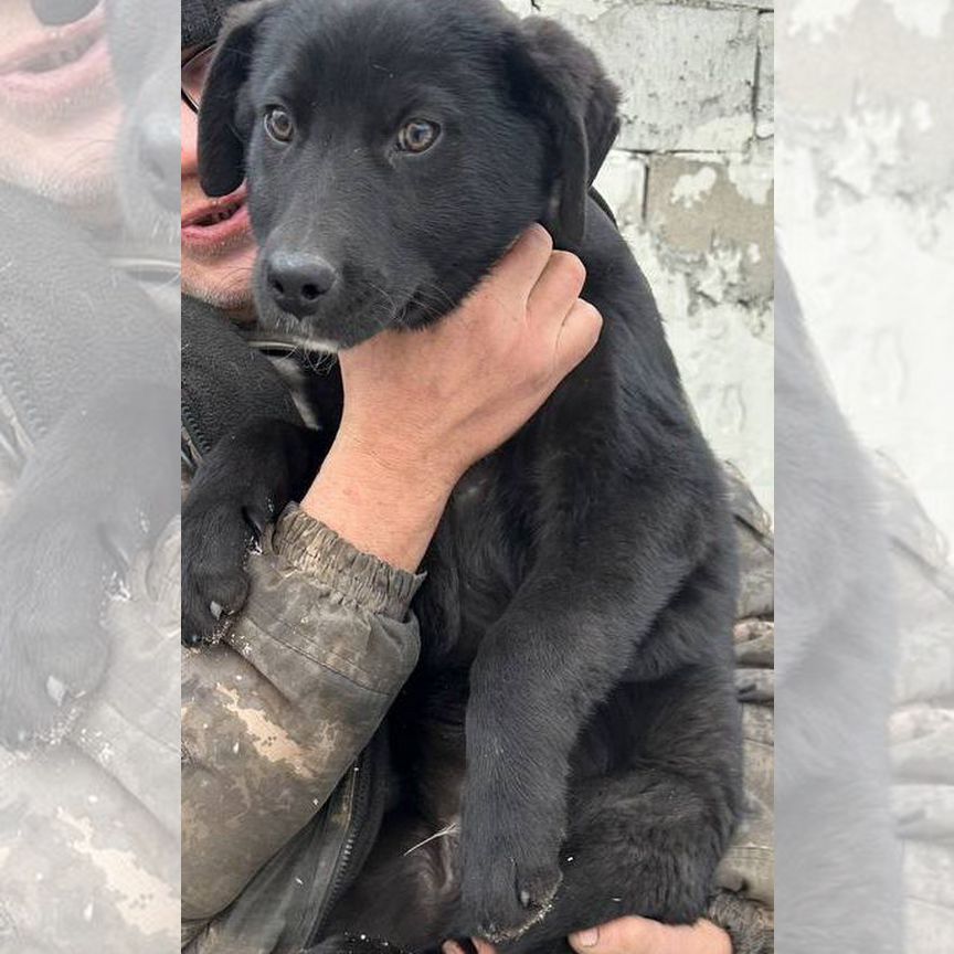 Щенок в добрые руки