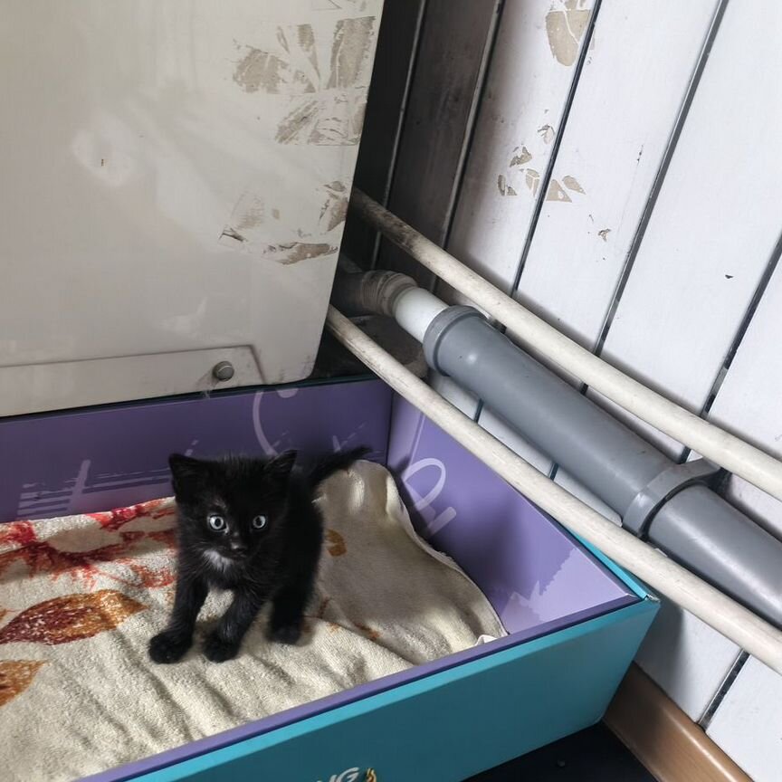 Котёнок в добрые руки