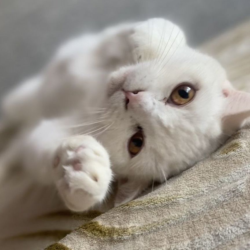 Отдам бесплатно котика