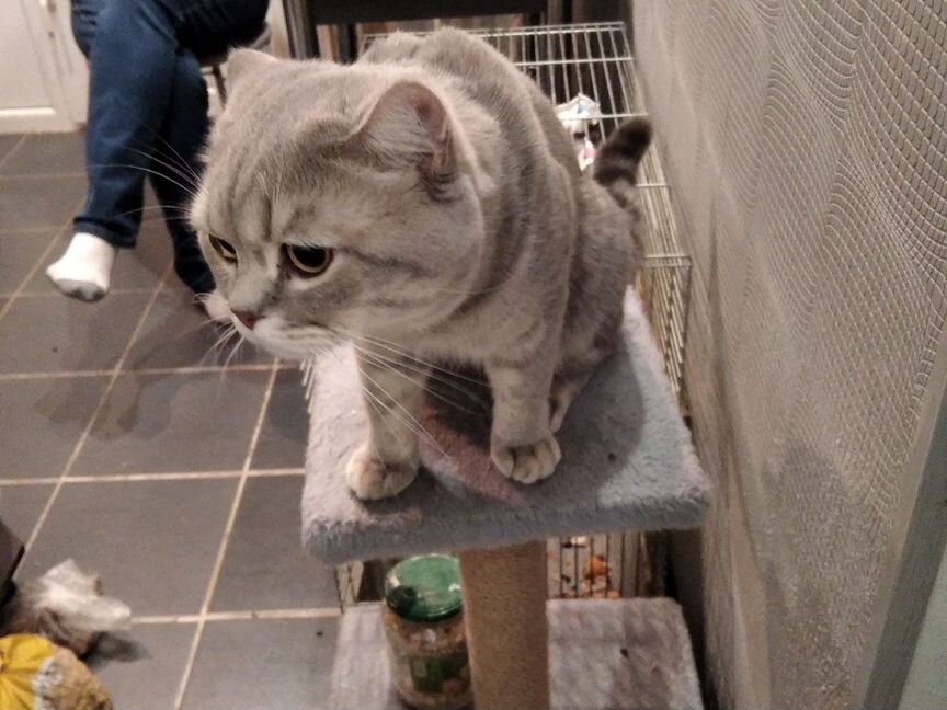 Котик ищет девочку