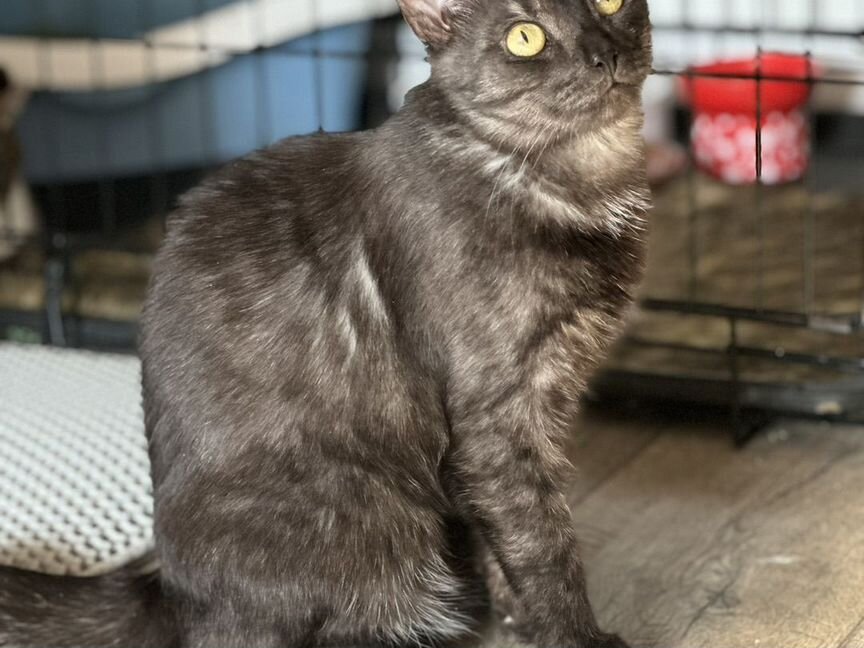 Кошка Гаечка 2 года стерилизована в добрые руки