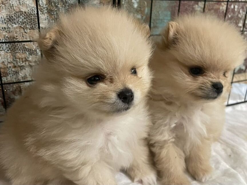 Щенки померанского шпица