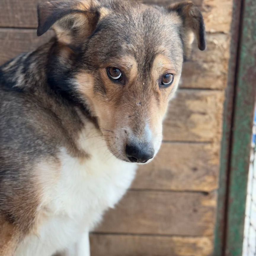 Ласковая собачка Манечка живет в приюте. В дар