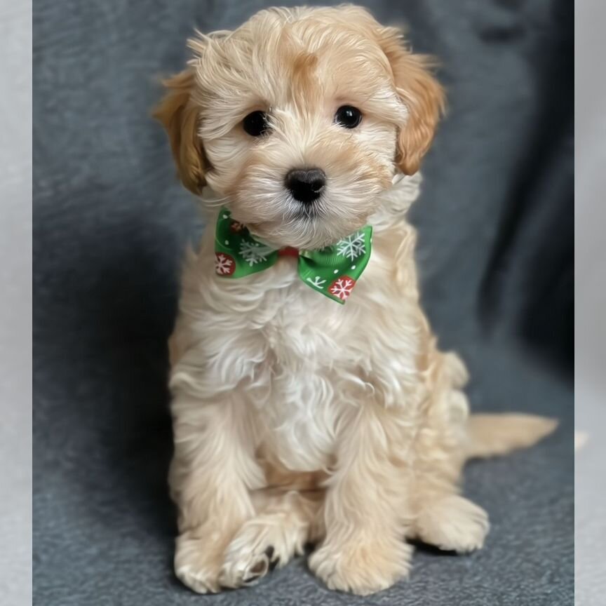 Мальтипу, щенок