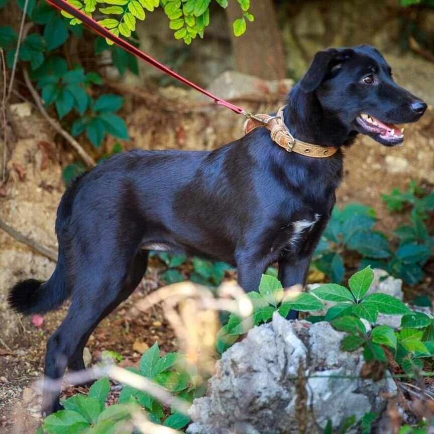 Щенок пол года стерилизована