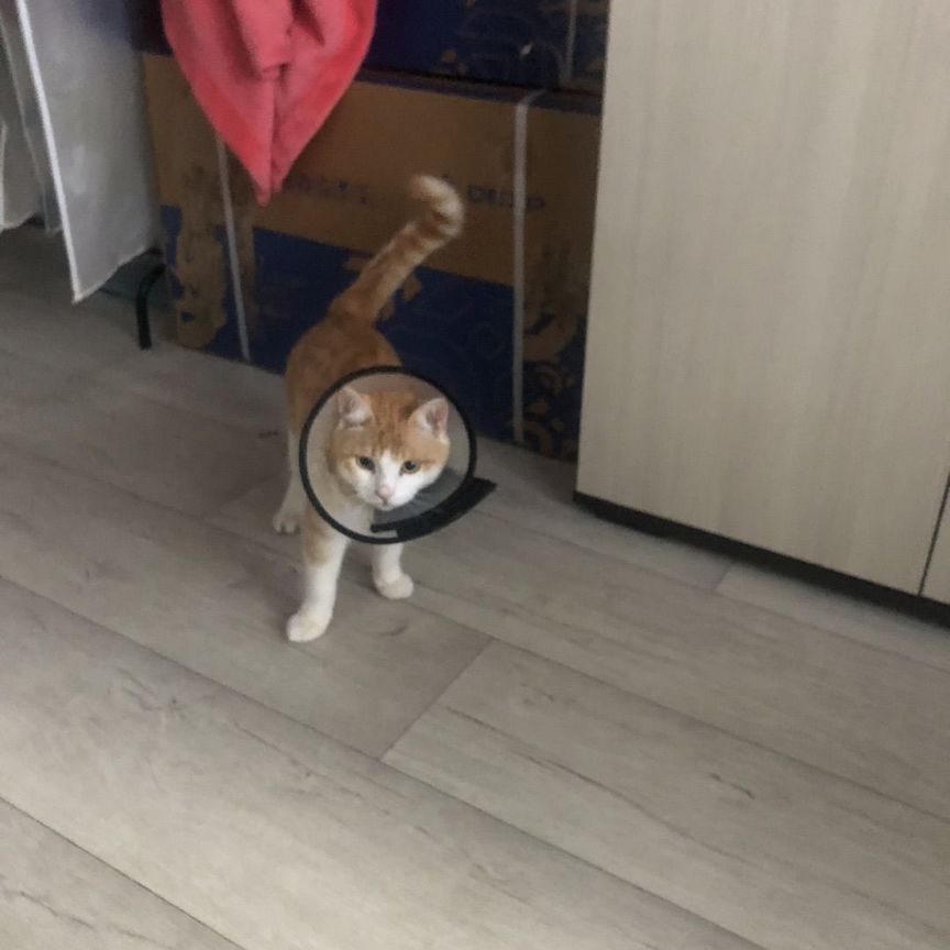 Отдам котенка в добрые руки мальчик 5 месяцев