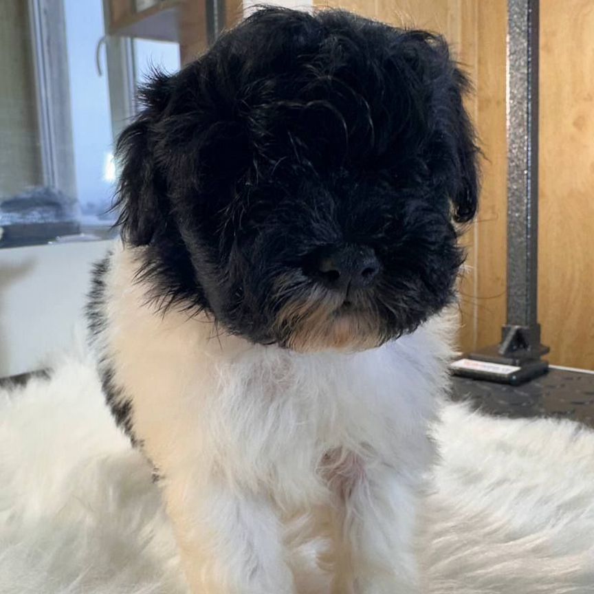 Карликовый пудель, щенок