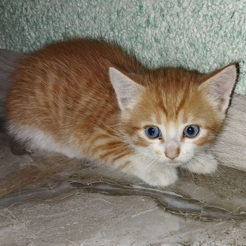 Котята отдам в добрые руки бесплатно