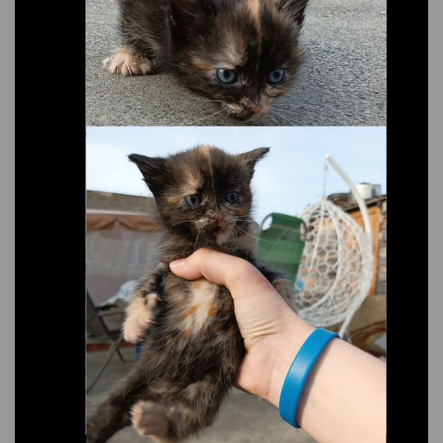 Котёнок в добрые руки